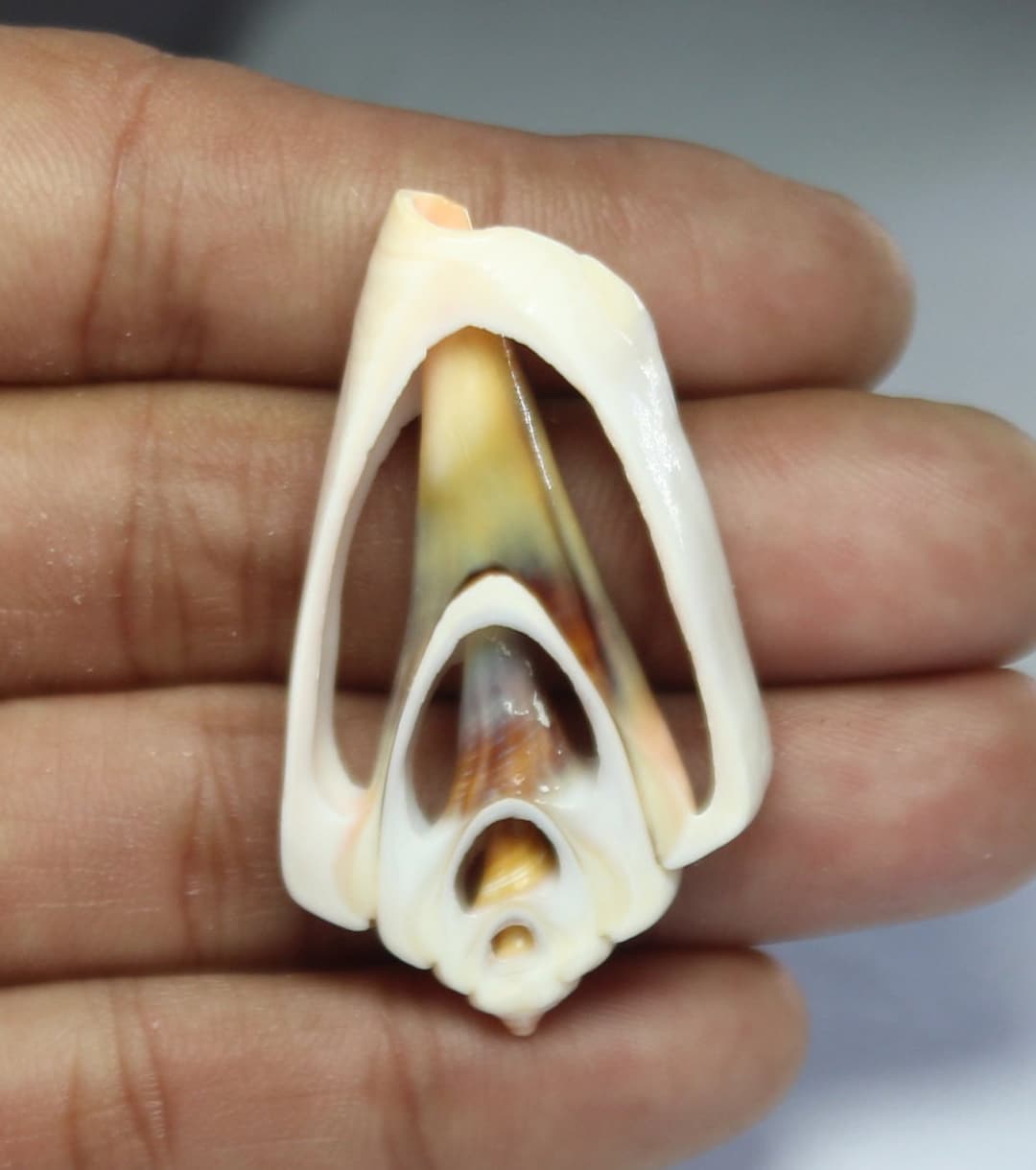 Center Cut Arabian Tibia Seashell, Tibia Insulaechorab Seash Seashells ...