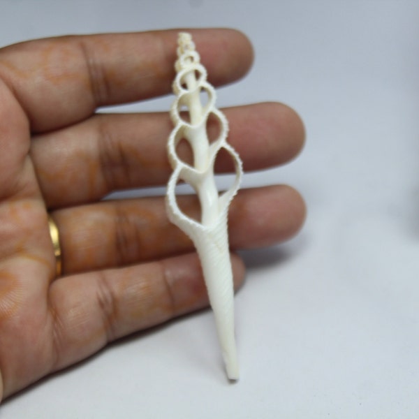 Tibia Shells - Etsy
