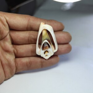 Center Cut Arabian Tibia Seashell, Tibia Insulaechorab Seash Seashells ...