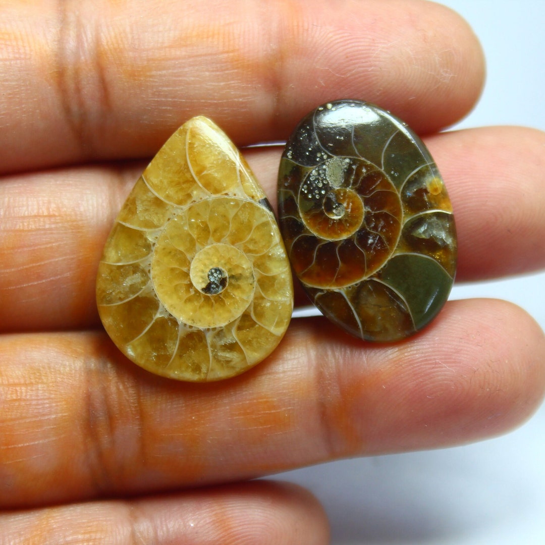 Ammonite Fossil 100 % Natural Ammonite Fossil Cabochon Rare Ammonite ...
