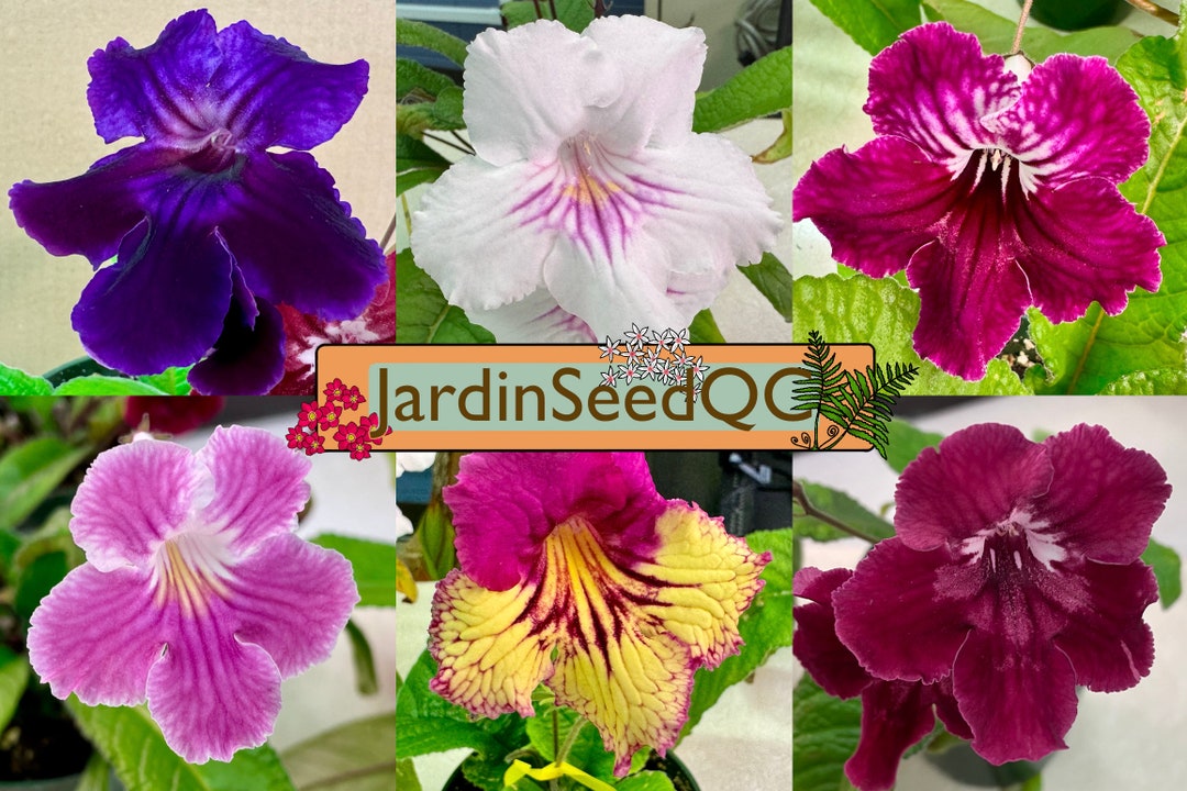Streptocarpus Hybridus Cape Primrose 50 Seeds Mix 1 - Etsy Canada
