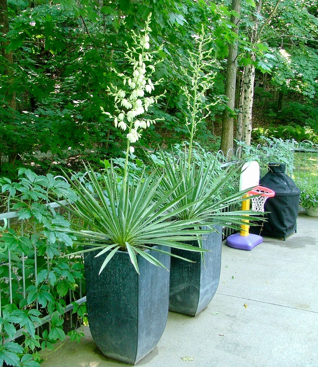 Yucca Filamentosa Adam's Needle 20 Seeds - Etsy Canada