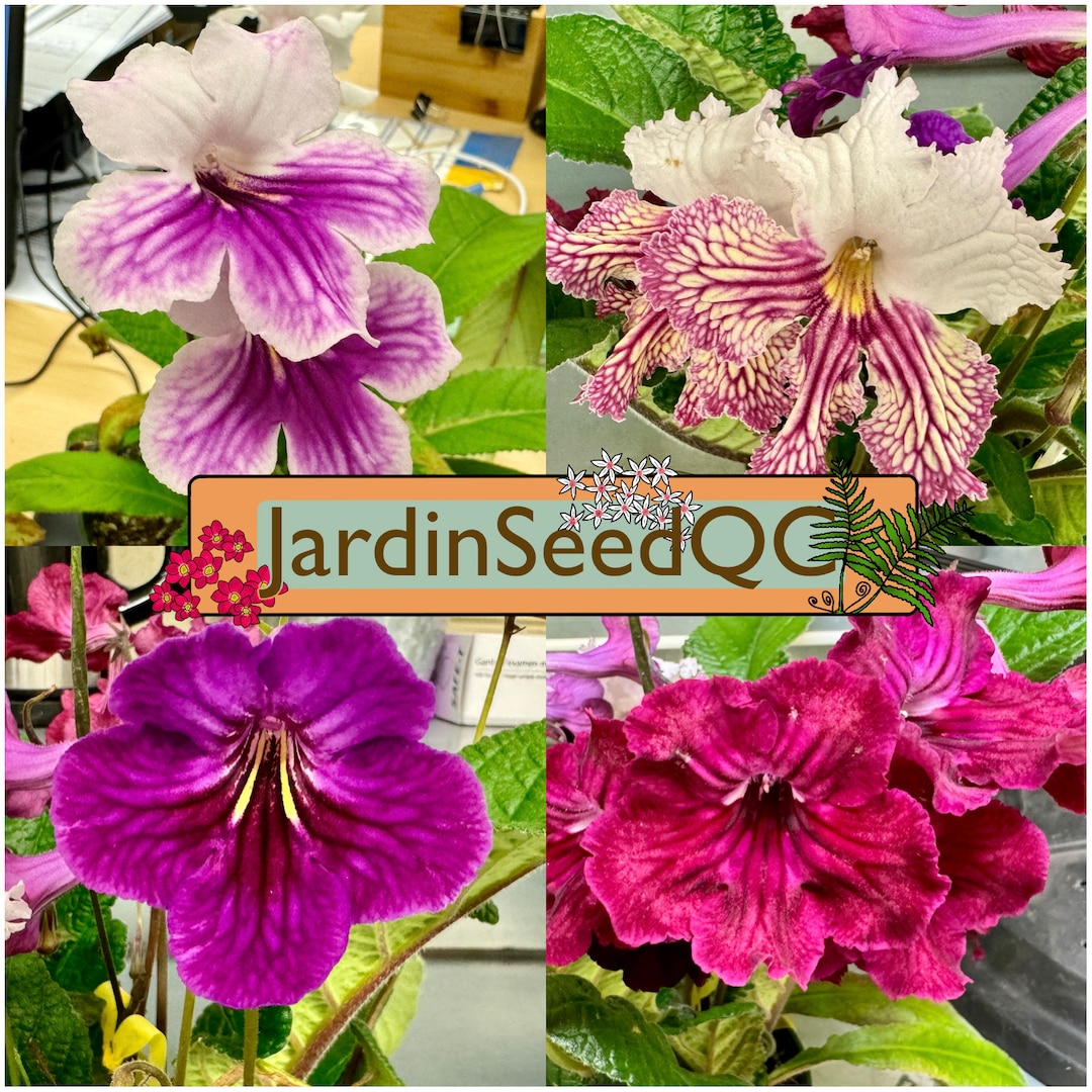 Streptocarpus Hybridus Cape Primrose 50 Seeds Mix 1 - Etsy Canada