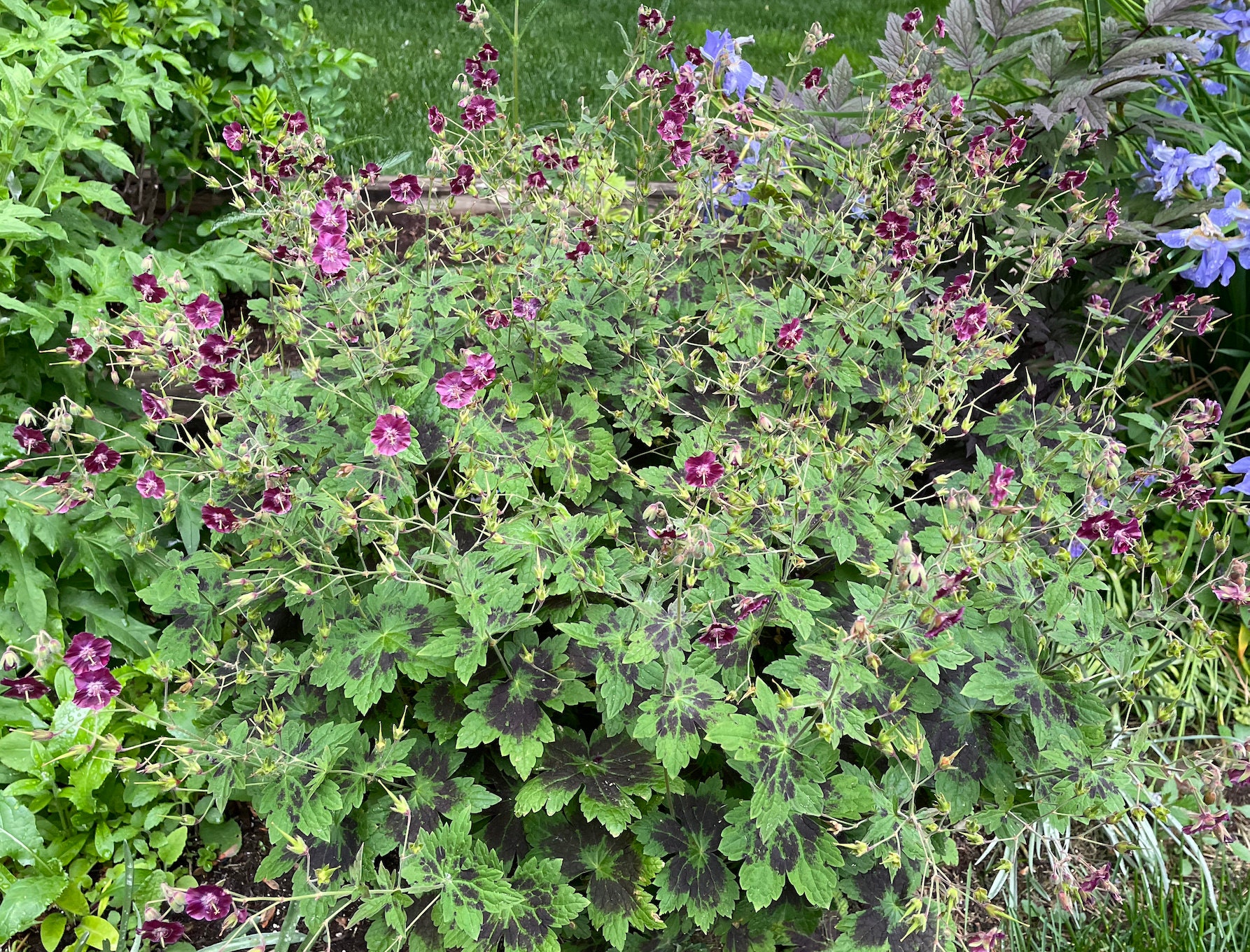 Dusky Cranesbill Geranium Phaeum 5 Seeds / Graines Rare - Etsy Canada