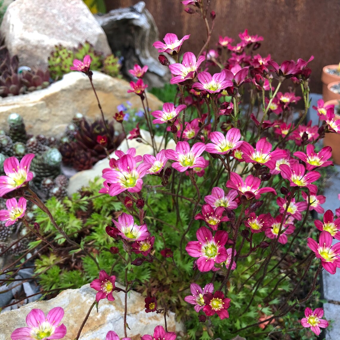 Saxifraga Arendsii Moss Rockfoil 50 Seeds - Etsy Canada
