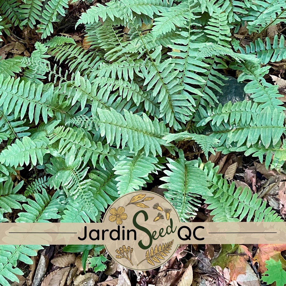 500 spores / seeds Polystichum acrostichoides Christmas fern - Etsy ...