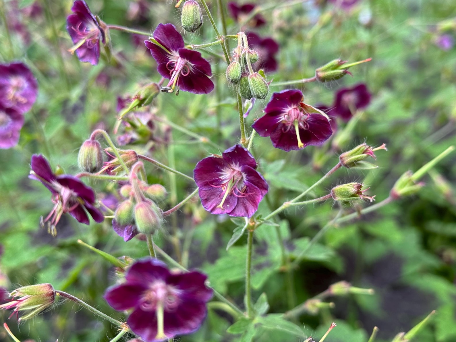 Dusky Cranesbill Geranium Phaeum ( 5 Seeds / Graines ) Rare ! - Etsy Canada