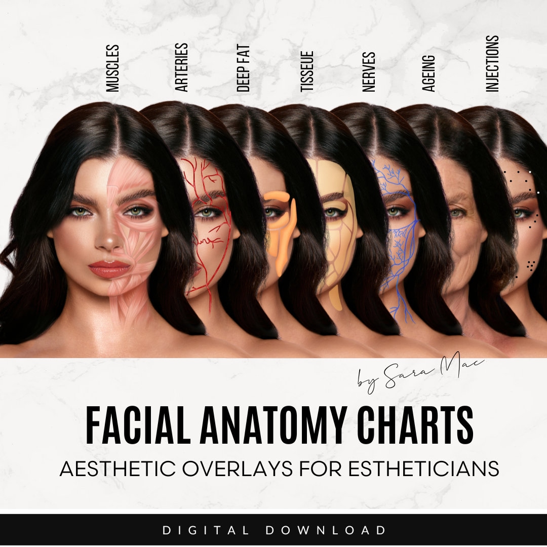 OHMYBROW BIZ® Facial Anatomy Charts Overlays for Estheticians ...