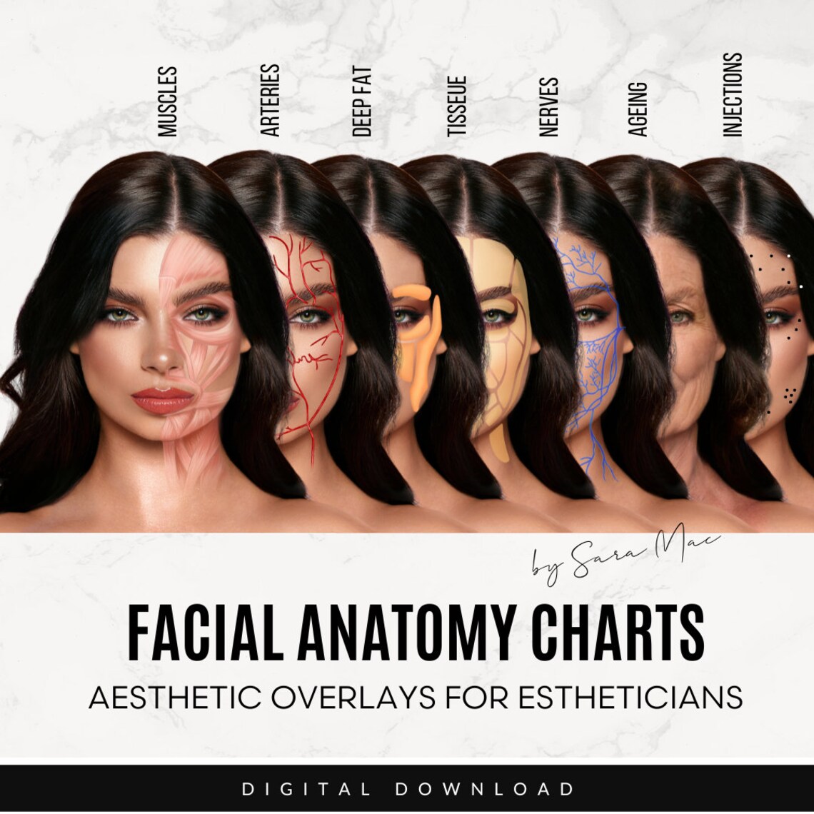 OHMYBROW BIZ® Facial Anatomy Charts Overlays for Estheticians ...
