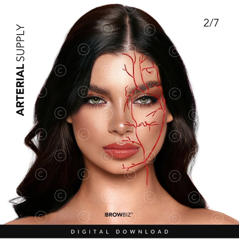 OHMYBROW BIZ® Facial Anatomy Charts Overlays for Estheticians ...