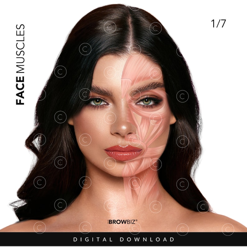 OHMYBROW BIZ® Facial Anatomy Charts Overlays for Estheticians ...