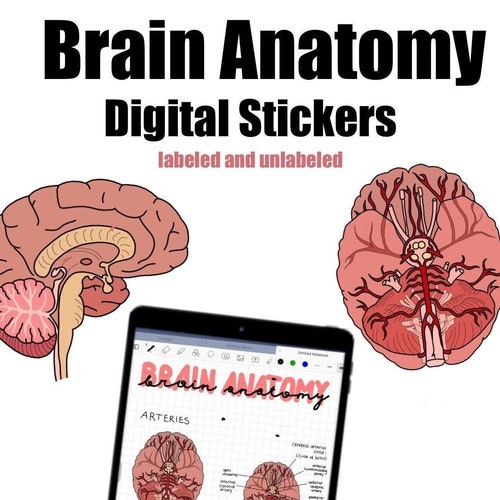 Brain Anatomy Digital Stickers / Medical and Biology Sticker / - Etsy