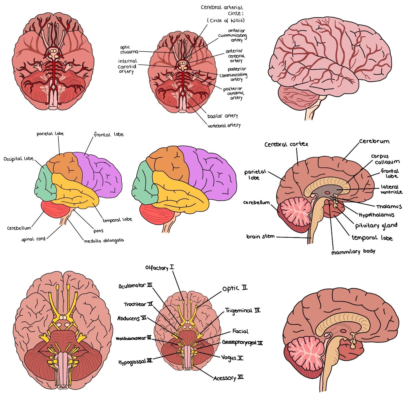 Brain Anatomy Digital Stickers / Medical and Biology Sticker / PNG File ...