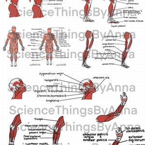Muscles Digital Anatomy Stickers / Anatomical Stickers for Goodnotes ...