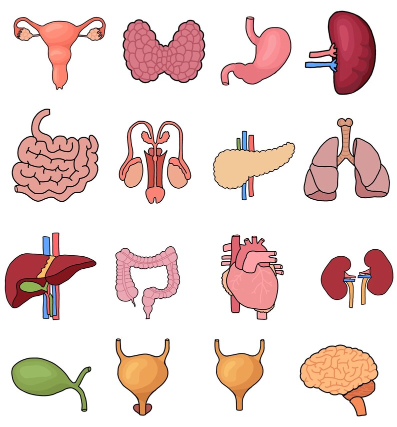 Digital Stickers Human Organs / Anatomy Stickers / PNG File for Digital ...
