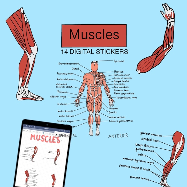 Onenote Digital Stickers - Etsy