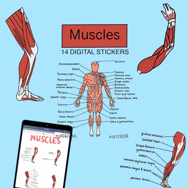 Muscles Digital Anatomy Stickers / Anatomical Stickers for Goodnotes ...