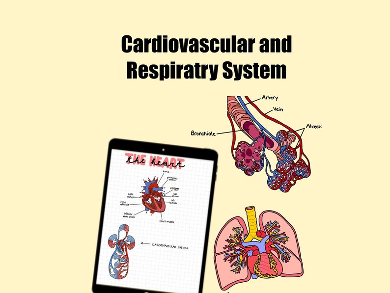 Cardiovascular and Respiratory System Digital Stickers / - Etsy