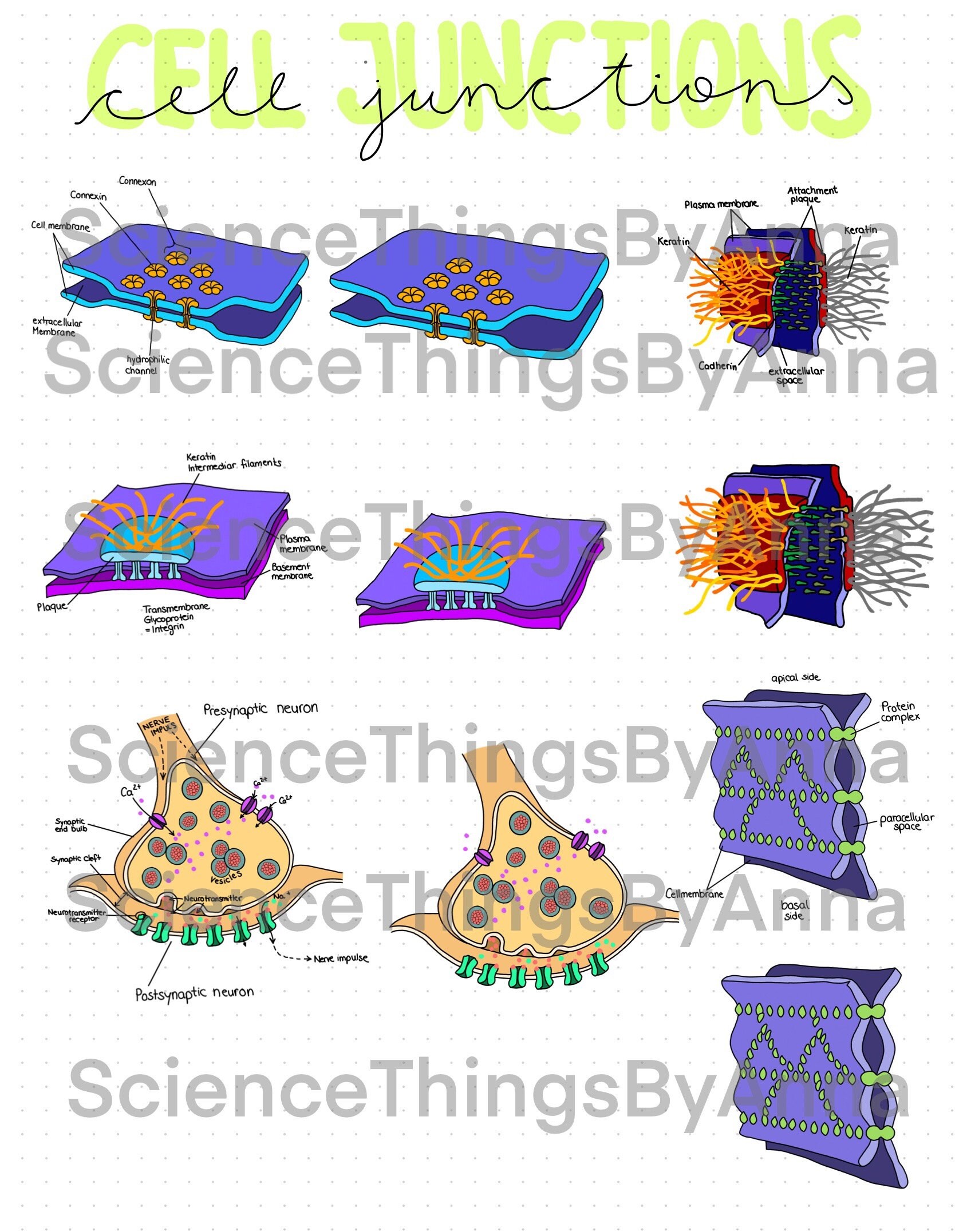 Cell Junctions Digital Stickers / Biology Stickers for Digital Note ...