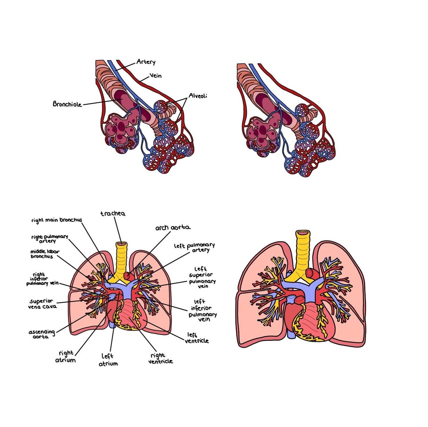 Cardiovascular and Respiratory System Digital Stickers / Anatomy ...