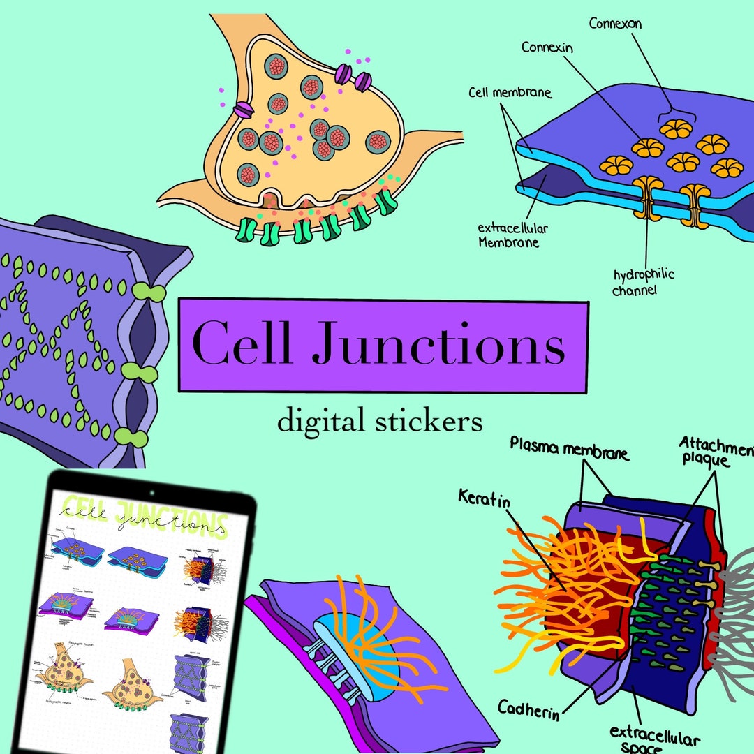 Cell Junctions Digital Stickers / Biology Stickers for Digital Note ...