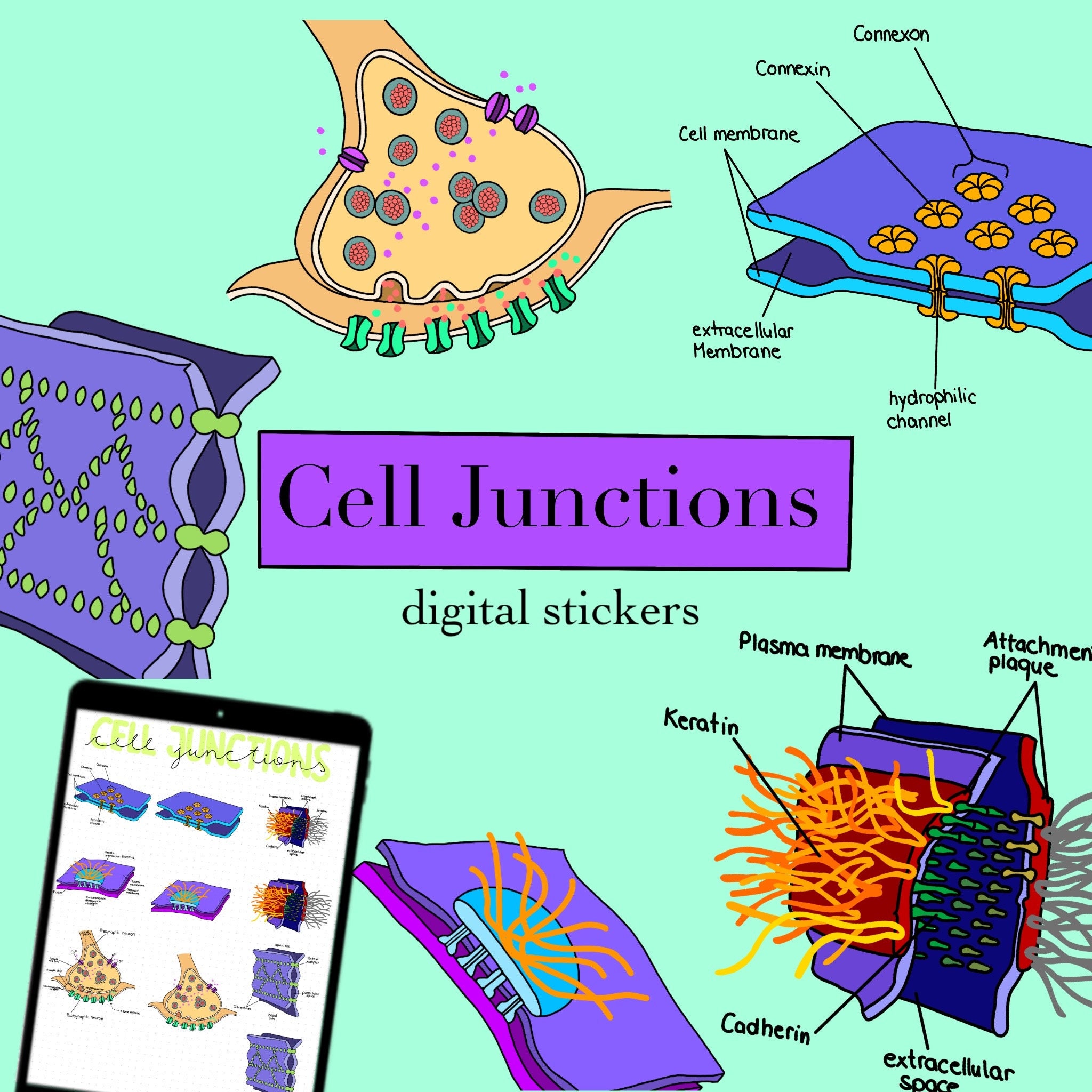 Cell Junctions Digital Stickers / Biology Stickers for Digital - Etsy