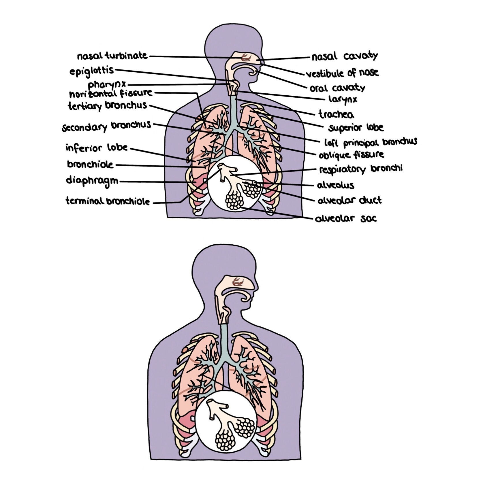 Cardiovascular and Respiratory System Digital Stickers / Anatomy ...