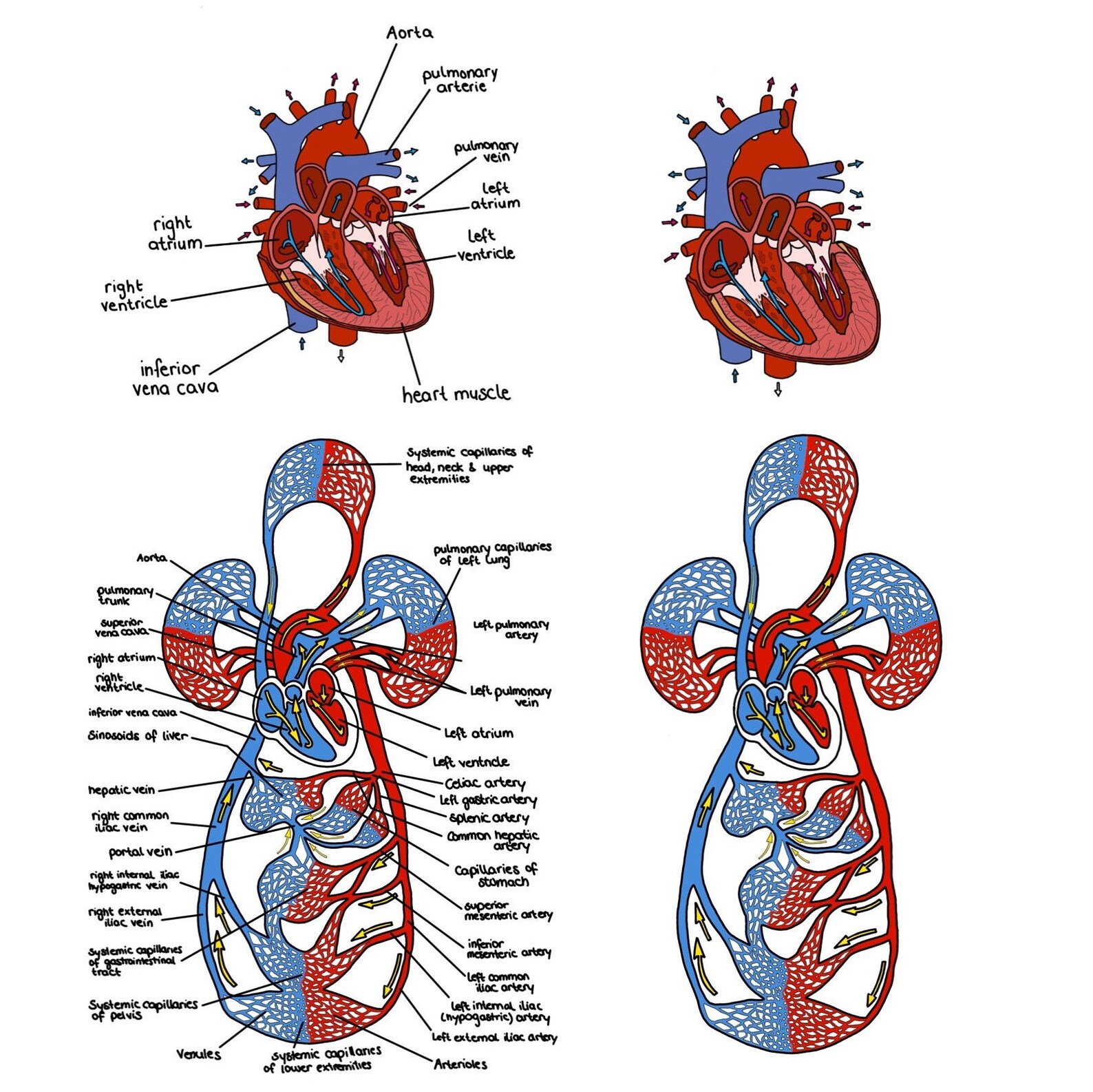 Cardiovascular and Respiratory System Digital Stickers / - Etsy