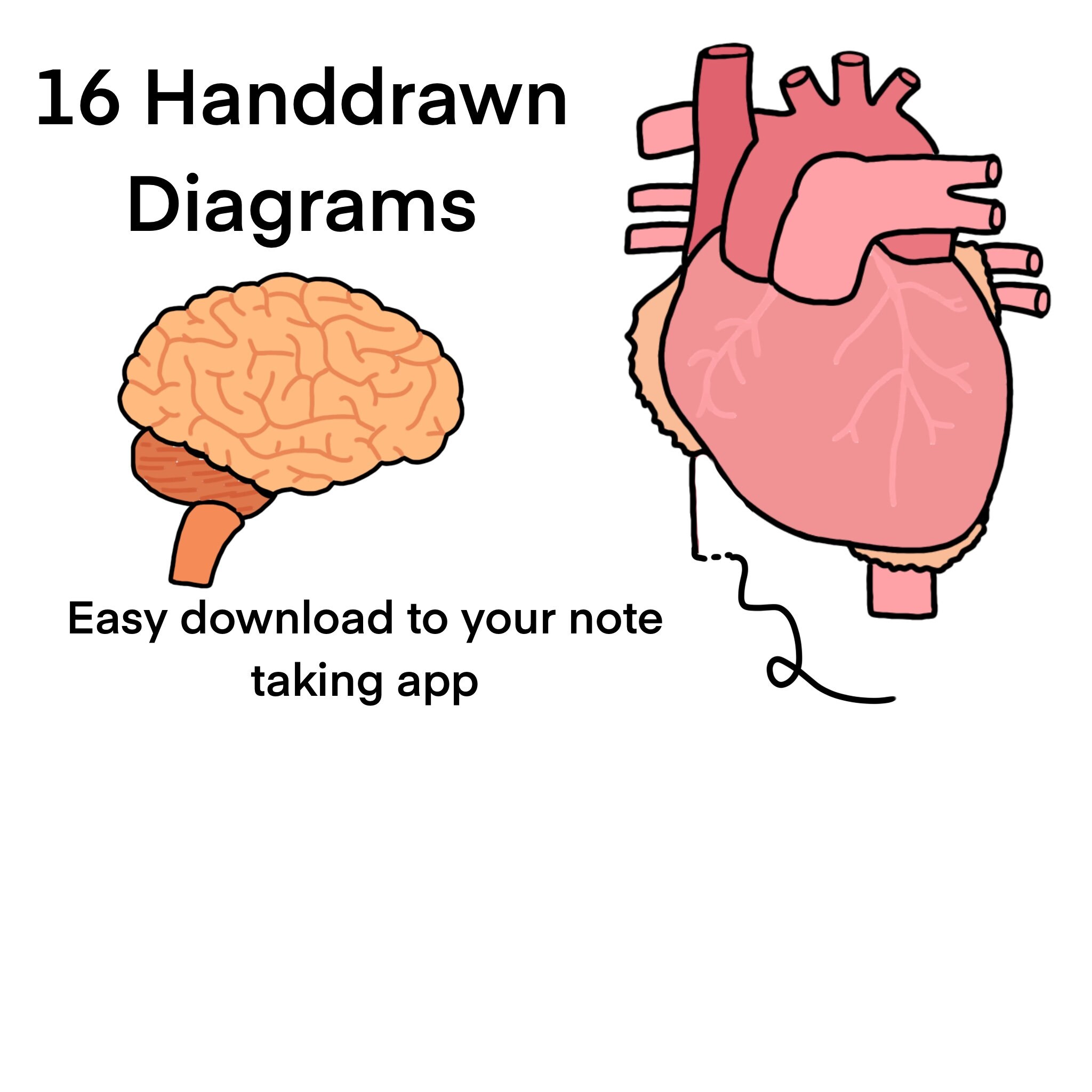 Digital Stickers Human Organs / Anatomy Stickers / PNG File for Digital ...