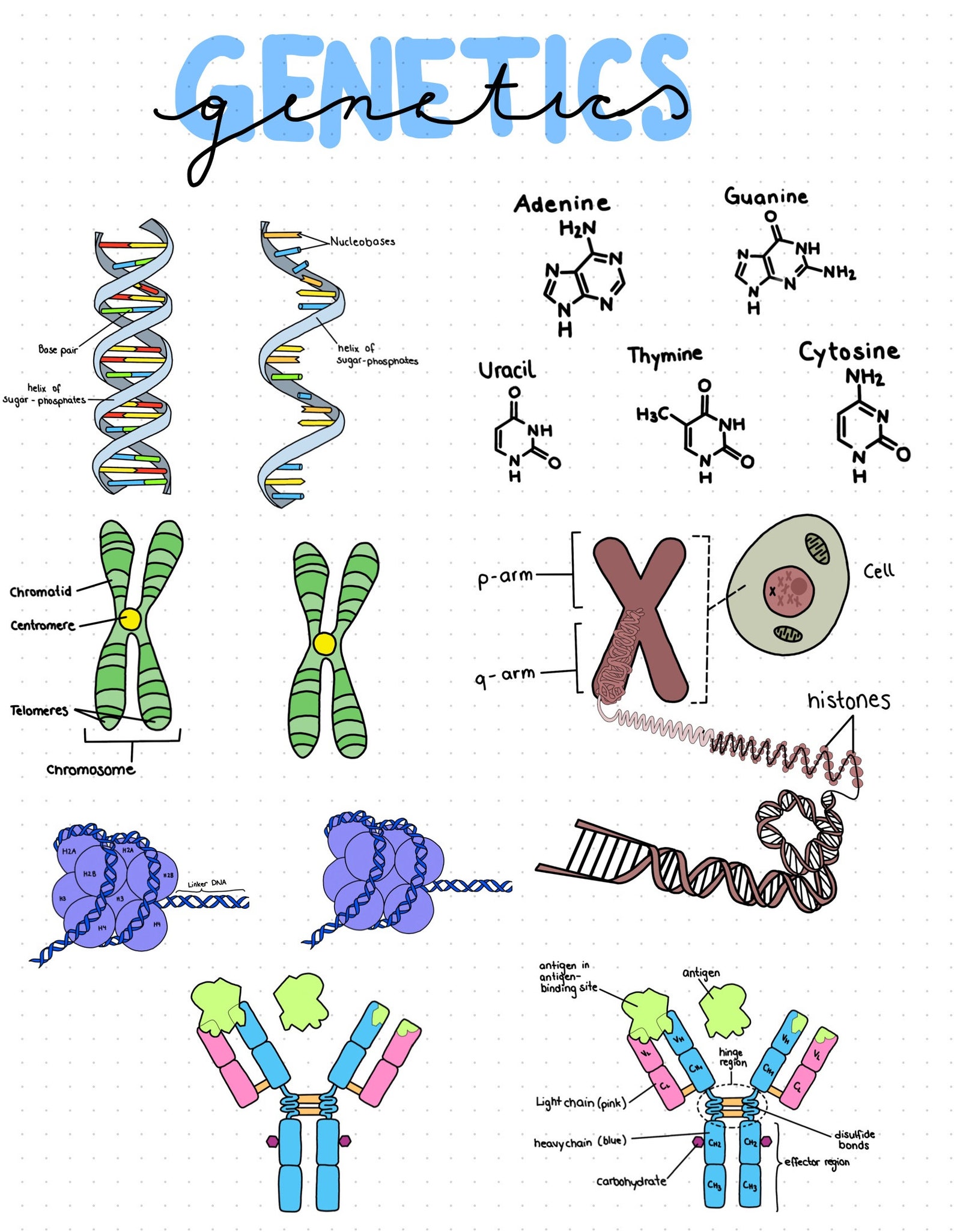 Genetics Digital Sticker Pack / Biology Stickers for Goodnotes ...