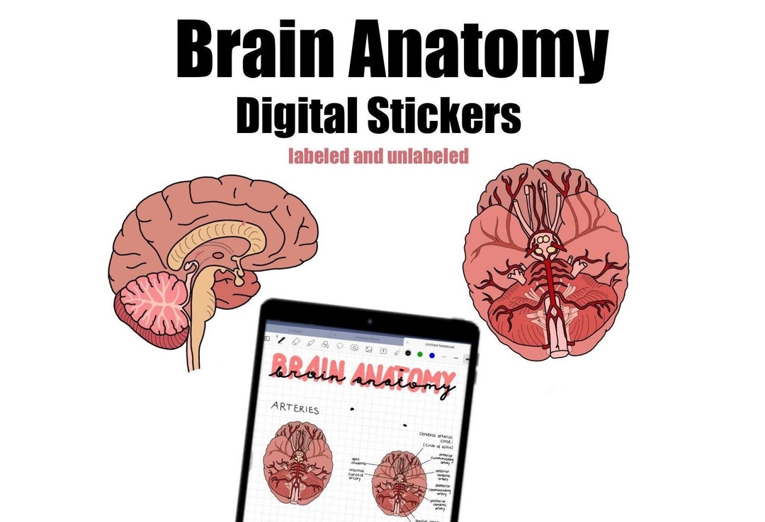 Brain Anatomy Digital Stickers / Medical and Biology Sticker / PNG File ...