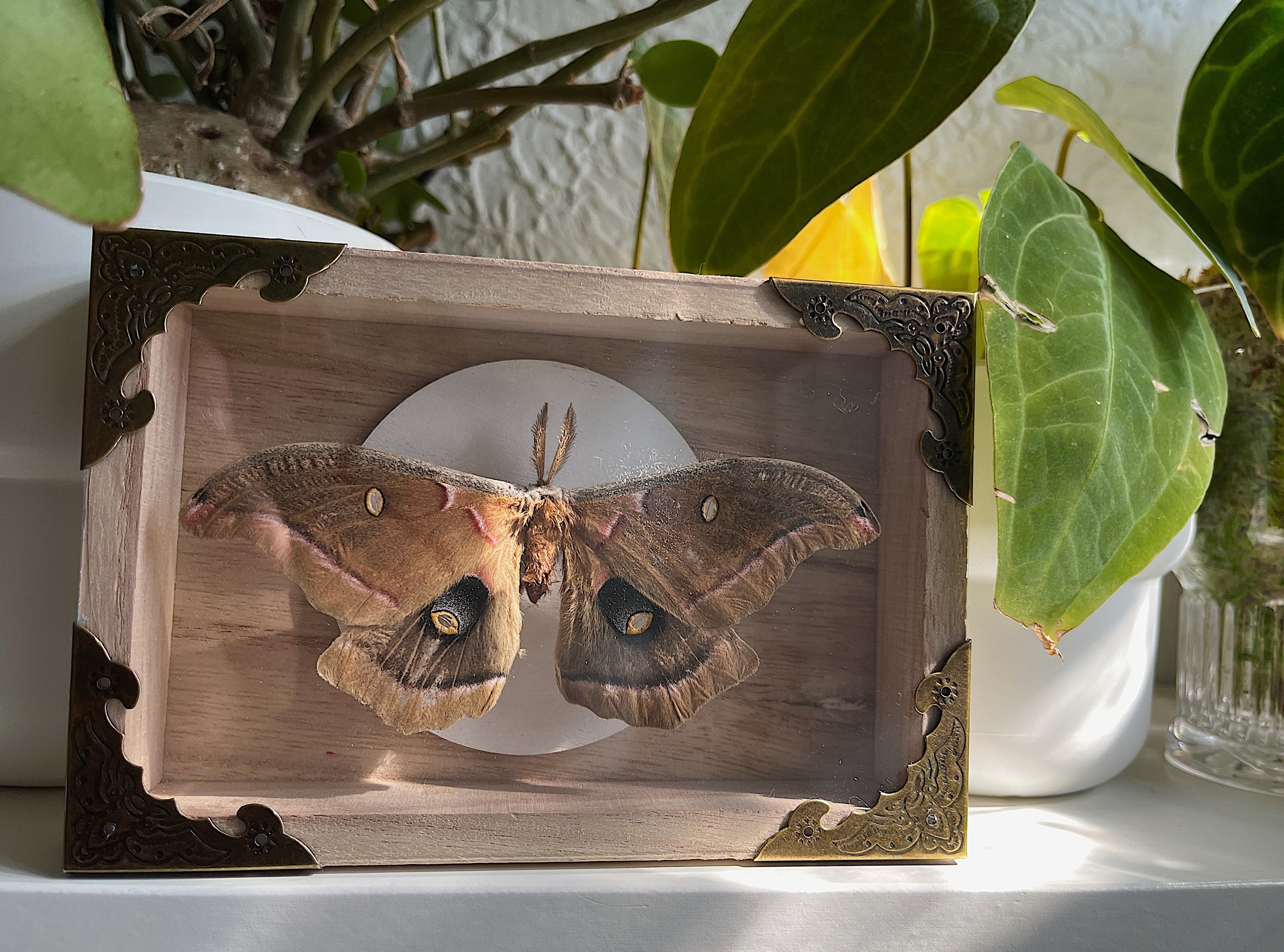 Polyphemus Moth Shadow Box Insect Taxidermy Lepidoptera. | Etsy