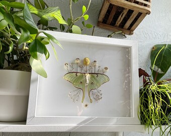 Bug Shadow Box Moths - Etsy