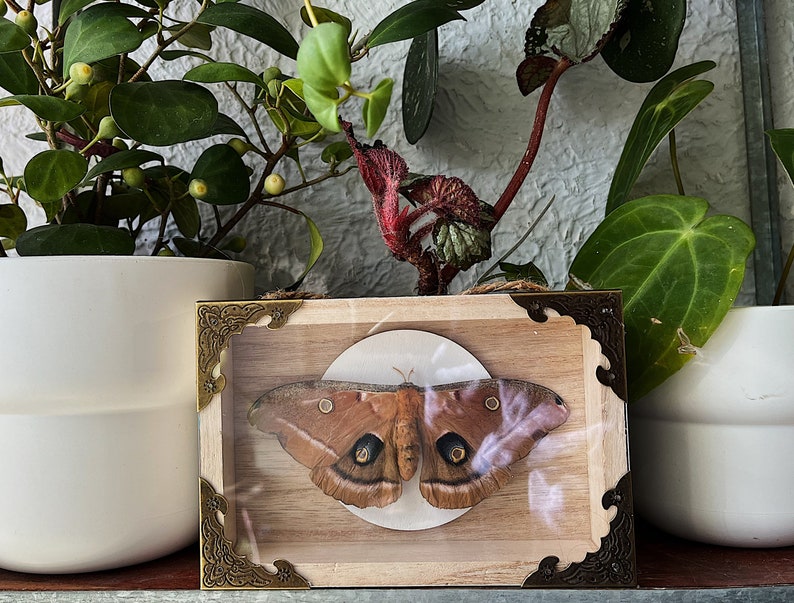 Polyphemus Moth Shadow Box Insect Taxidermy Lepidoptera. - Etsy