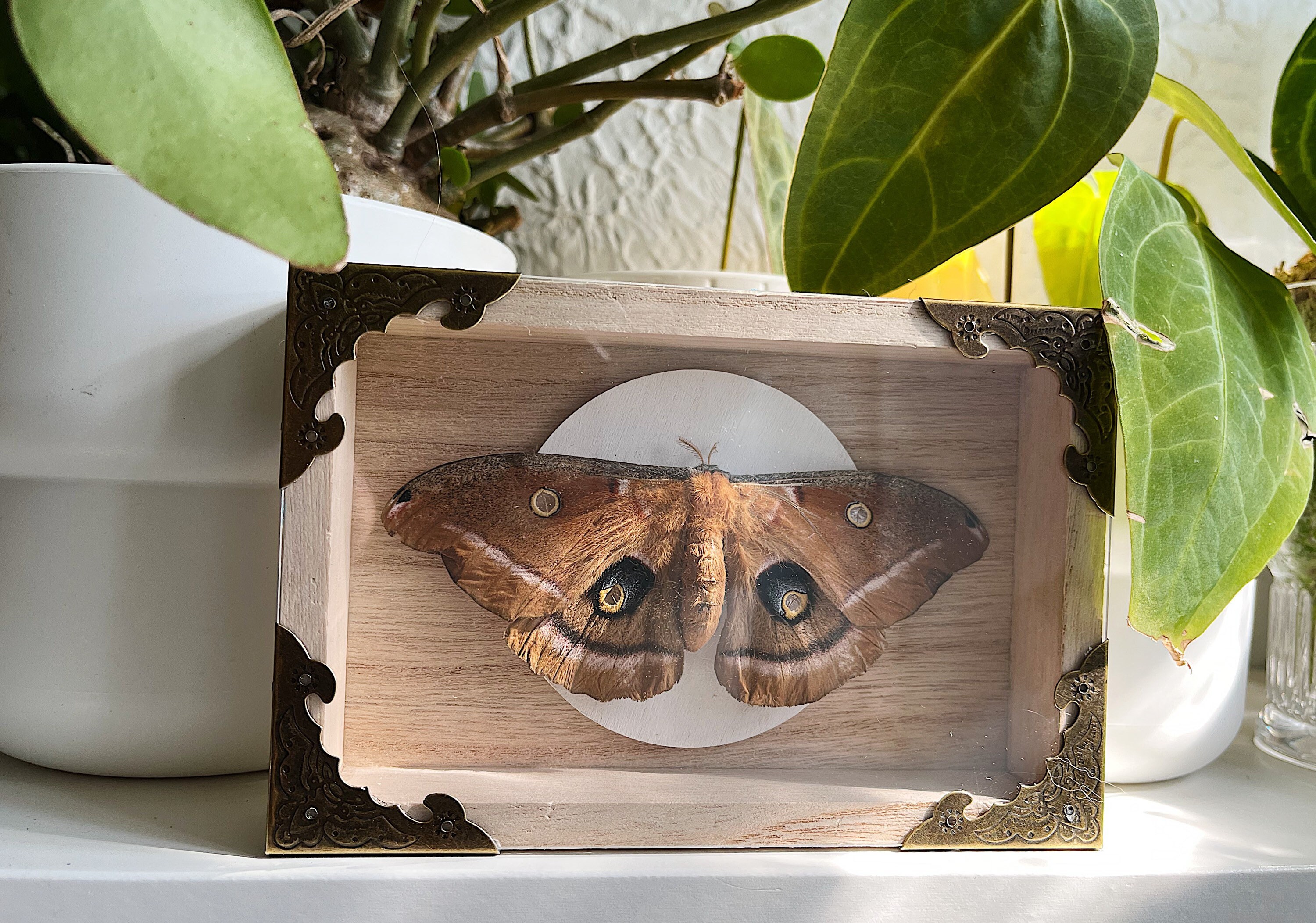 Polyphemus Moth Shadow Box Insect Taxidermy Lepidoptera. | Etsy