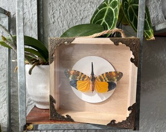 Fly Shadow Box - Etsy