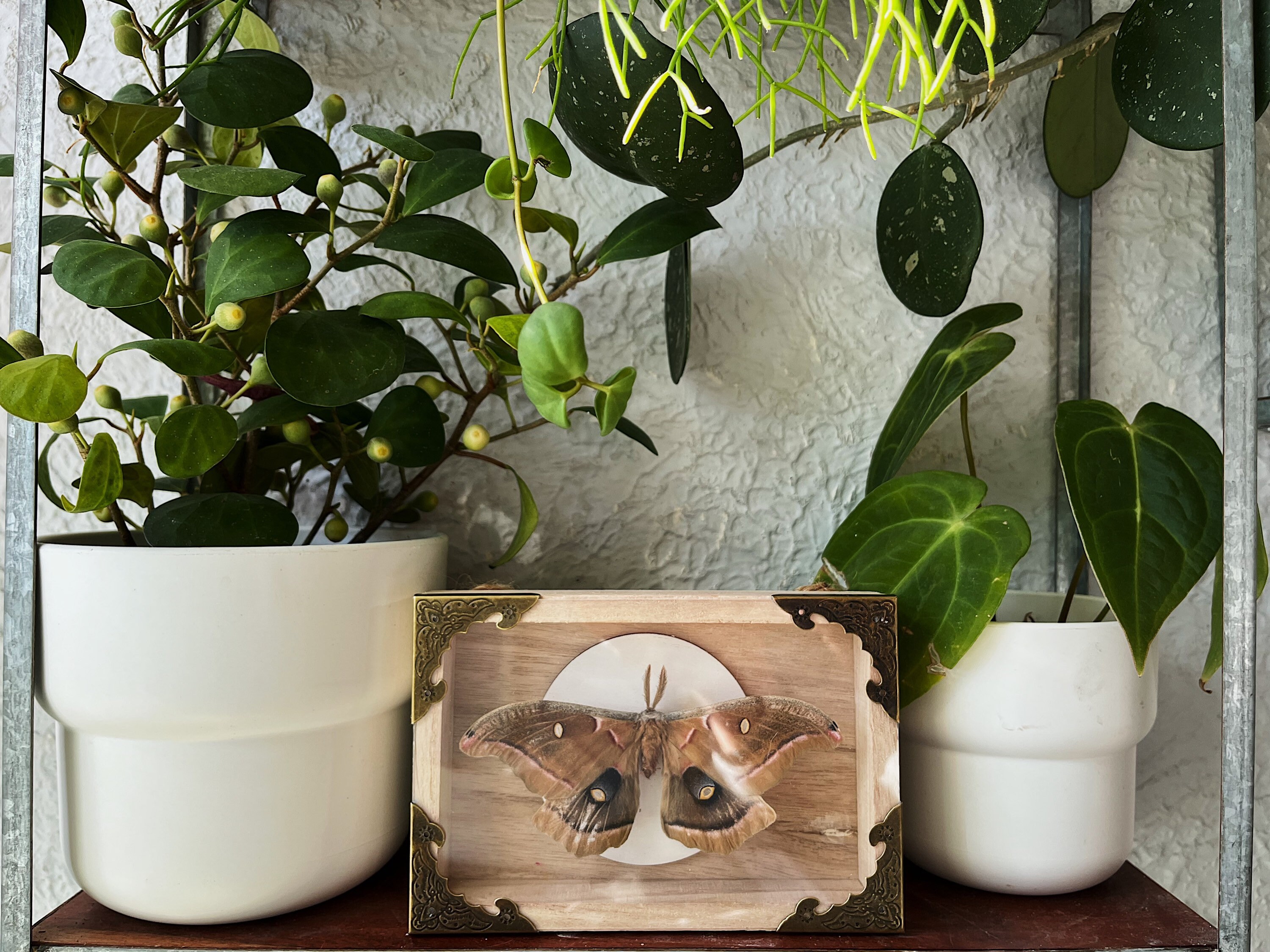 Polyphemus Moth Shadow Box Insect Taxidermy Lepidoptera. | Etsy