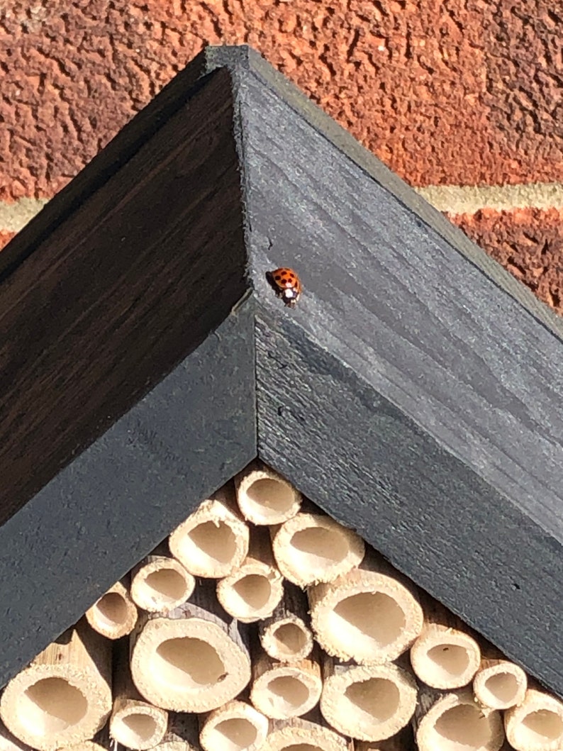 Bug Hotel Bug House Bug Box Bee House Bee Hotel Bee Box - Etsy