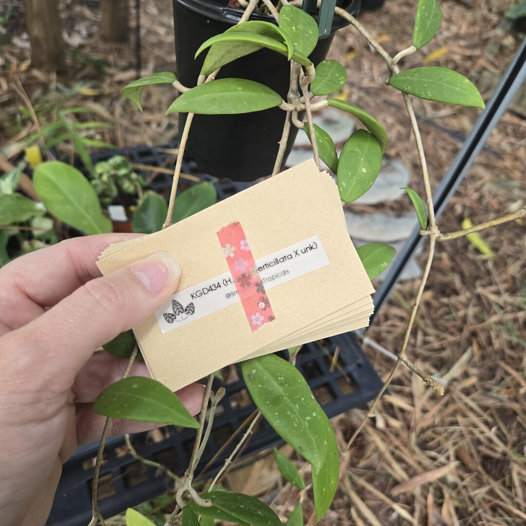 Hoya Mini-verticillata X Unk Seeds - Etsy