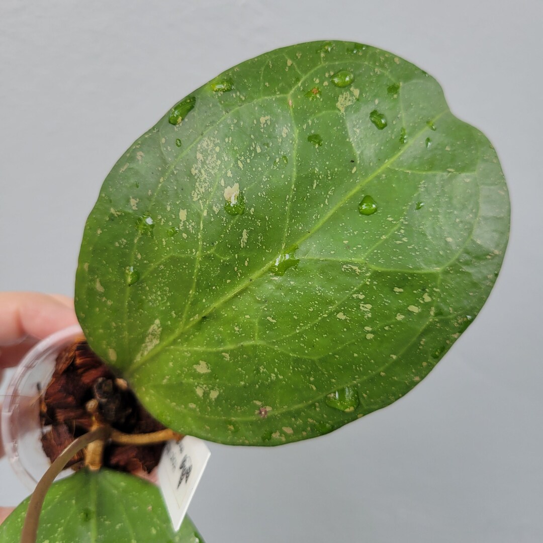 Hoya Michele - Etsy