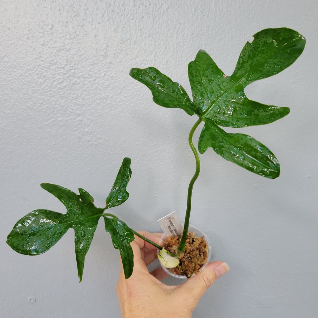 Philodendron Pedatum Glad Hands - Etsy