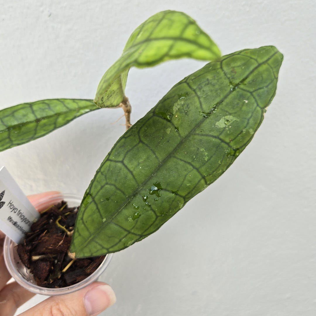 Hoya Finlaysonii Satoon - Etsy
