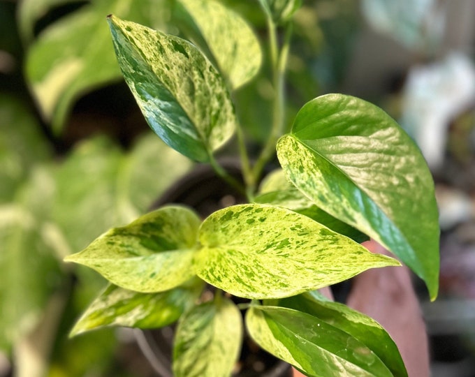 The Pothos Plant Collection - Etsy