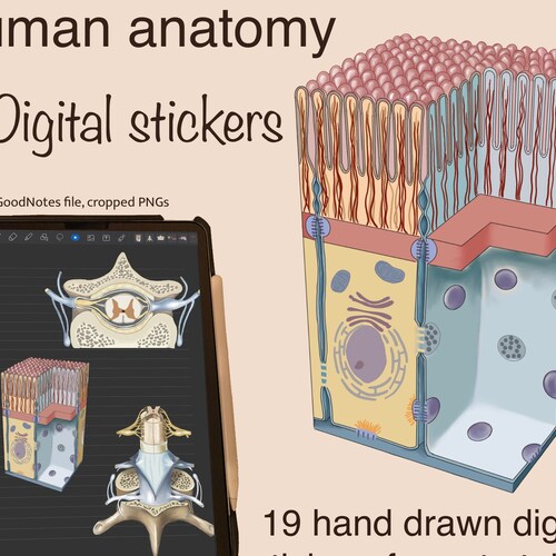 Hand Drawn Anatomy Digital Stickers Pack of 12 Dif. Biology - Etsy