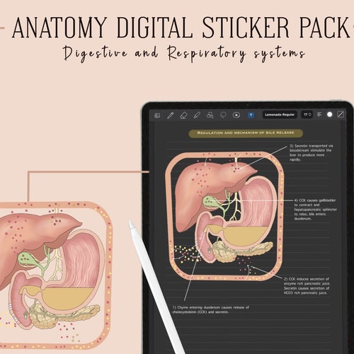 Hand Drawn Human Anatomy Digital Stickers Pack of 12 Dif. - Etsy