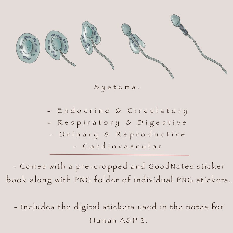 Hand Drawn Human Anatomy Digital Stickers Pack of 45 Dif. Stickers for ...