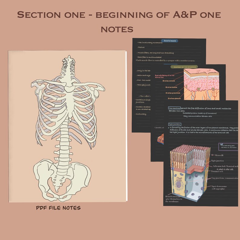 Anatomy and Physiology 1 Notes. Anatomy Made Extremely Easy. Bundle of ...