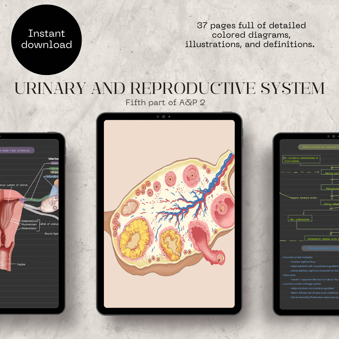 2.5 Anatomy and Physiology 2 Notes. Anatomy Made Extremely Easy. Get ...