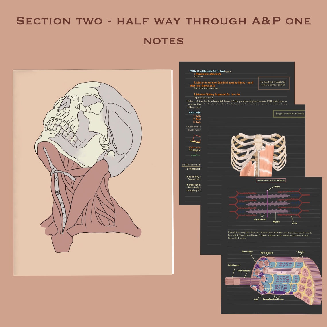 Anatomy and Physiology 1 Notes. Anatomy Made Extremely Easy. Bundle of ...