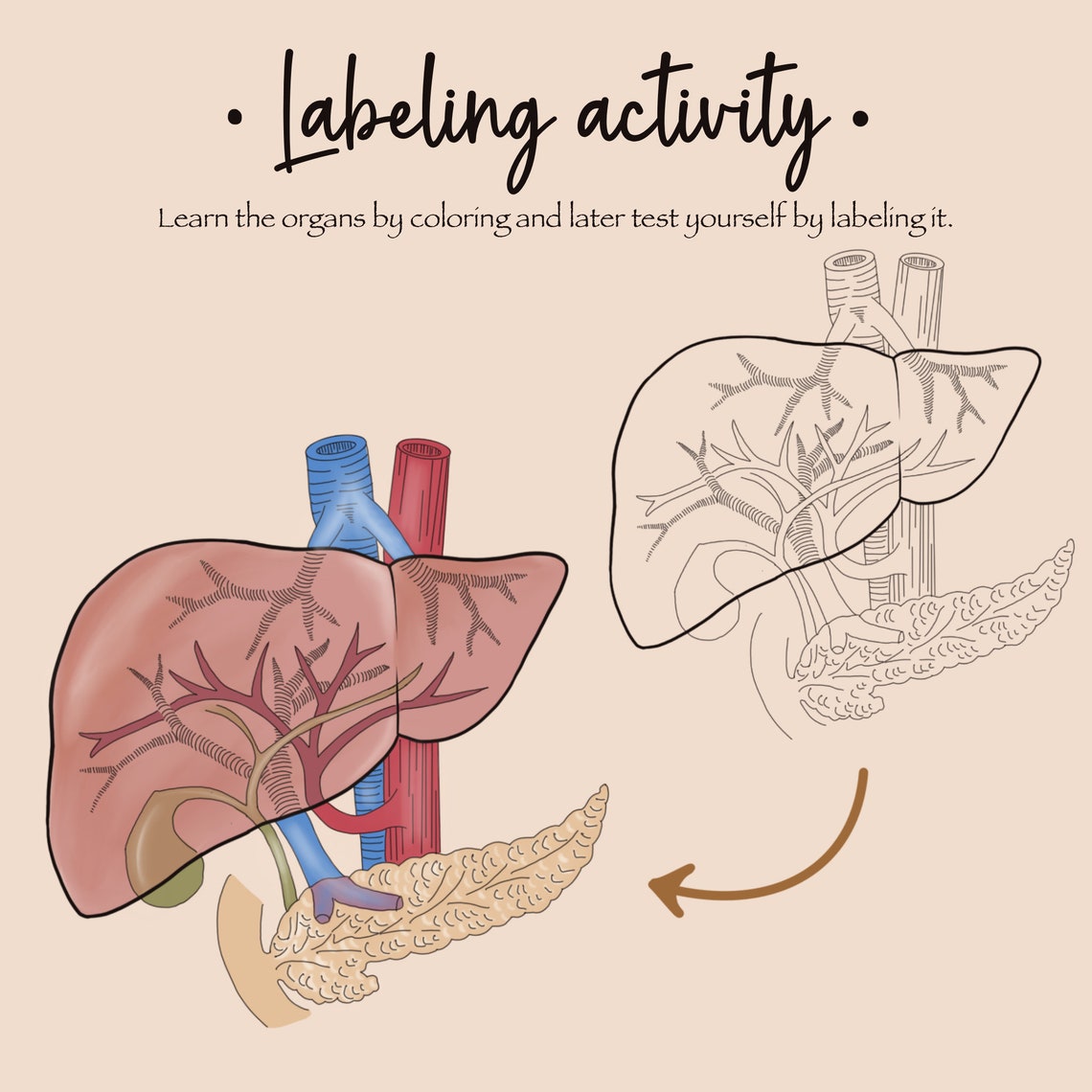 Anatomy Coloring Pages. PDF or Goodnotes Coloring. - Etsy